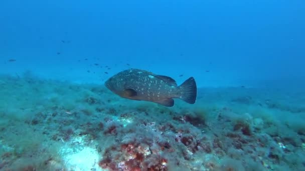 1,103 Grouper fish Videos, Royalty-free Stock Grouper fish Footage ...