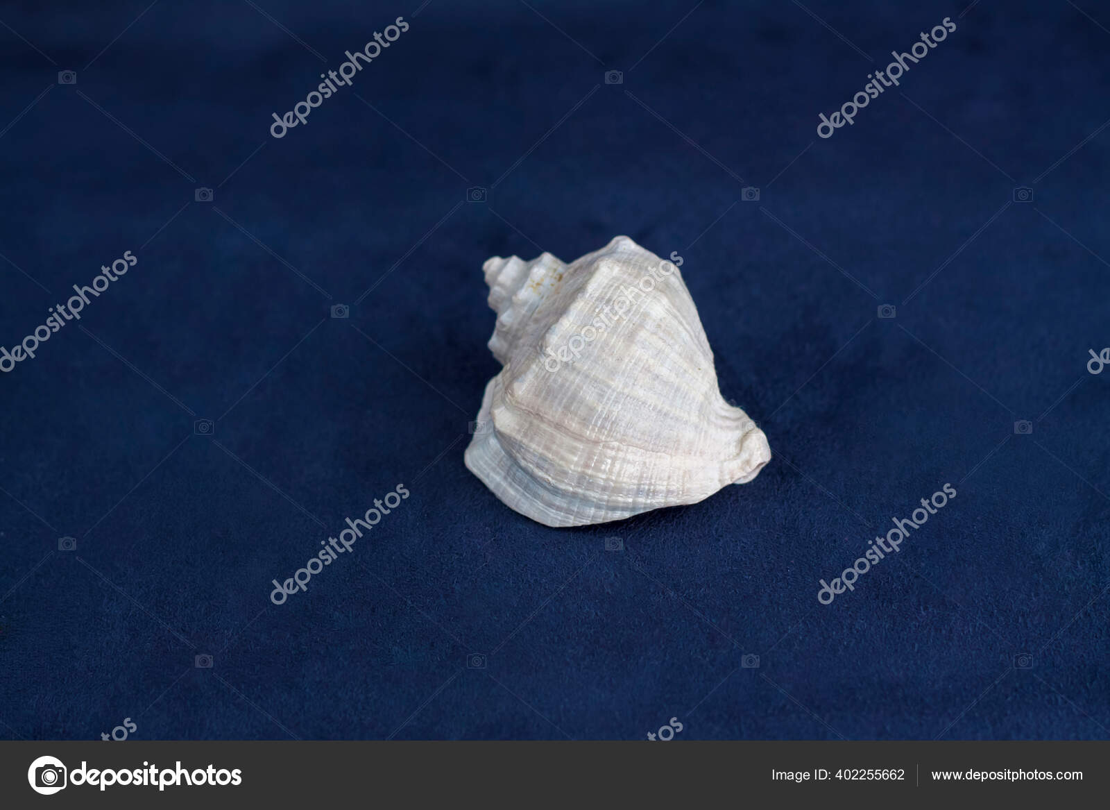 Rapana Shell Dark Background Shell Rapana Marine Design Sea Shells ...