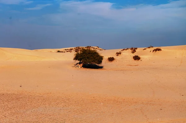 Hot summer at thar desert Stock Photos, Royalty Free Hot summer at thar ...