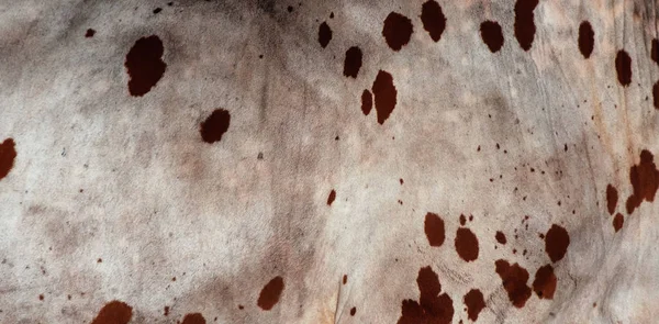 Cow spots wallpaper Stock Photos, Royalty Free Cow spots wallpaper ...