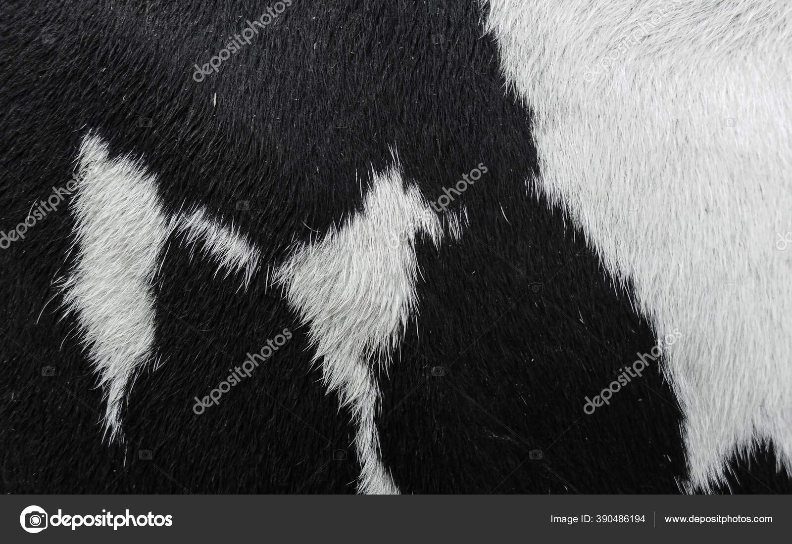 Spotty Pattern Fur — Stock Photo © ndwarraich.gmail.com #390486194