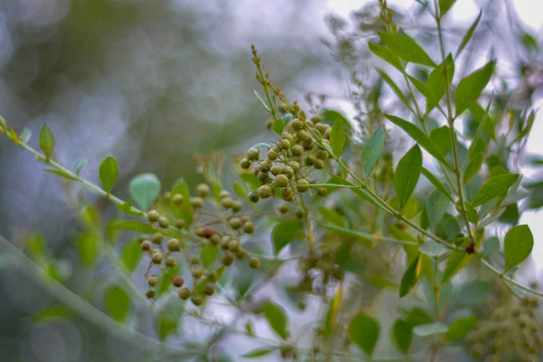 Mehandi Stock Photos, Royalty Free Mehandi Images | Depositphotos