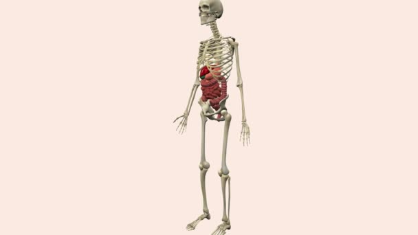 Human Digestive System Pink Background — Stock Video © ImageSource ...