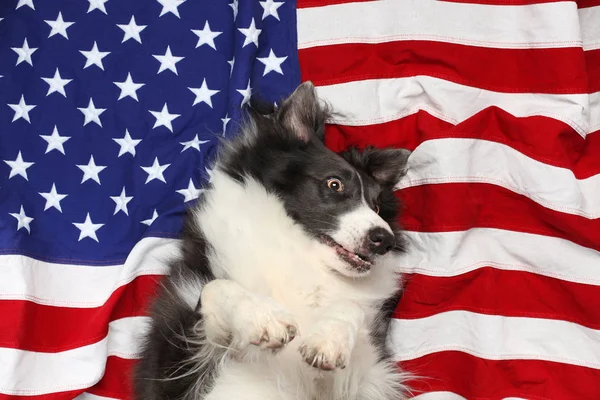 4th Of July Dog