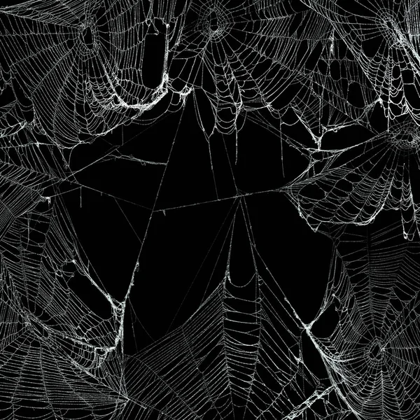 Spiderweb Stock Photos, Royalty Free Spiderweb Images | Depositphotos