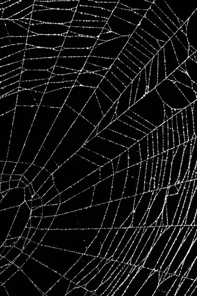 Spider Web Iphone Wallpaper