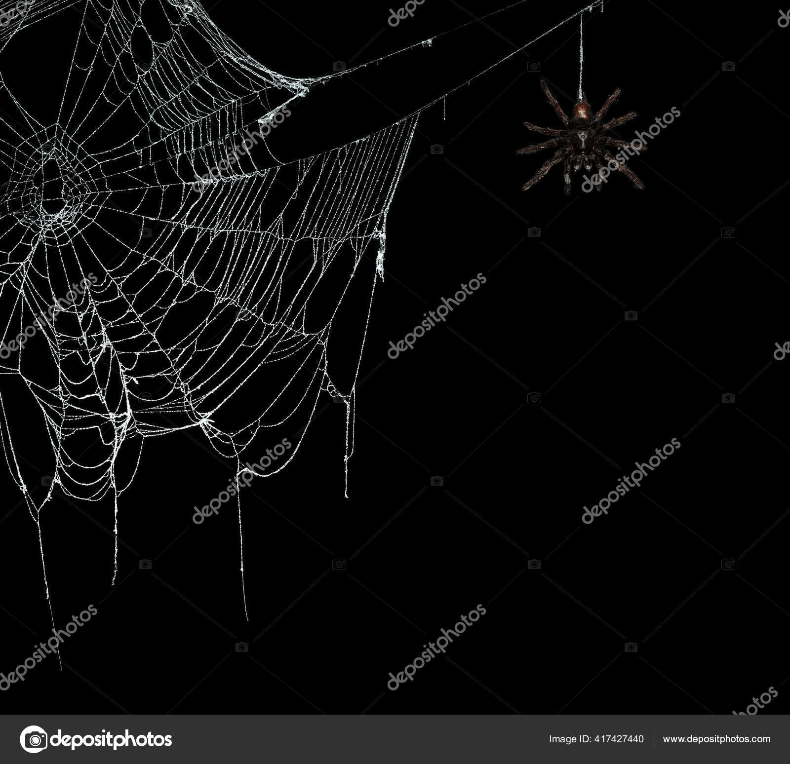 Tarantula Web