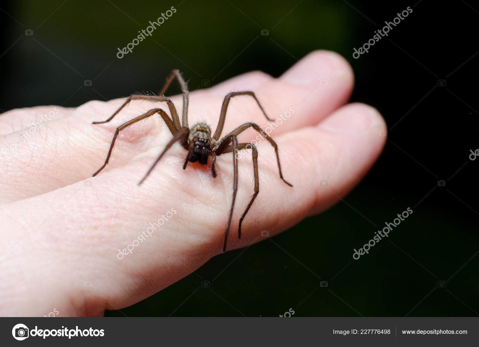 Giant Scary Spiders