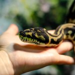 Python Stock Photo by ©arztsamui 9886043