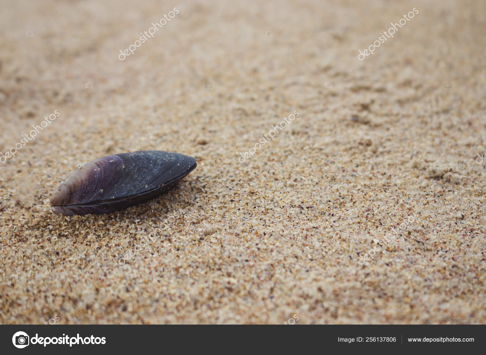 Coquille Moule Mer Fermée Sur Sable Plage Thème Marin Contexte image ...