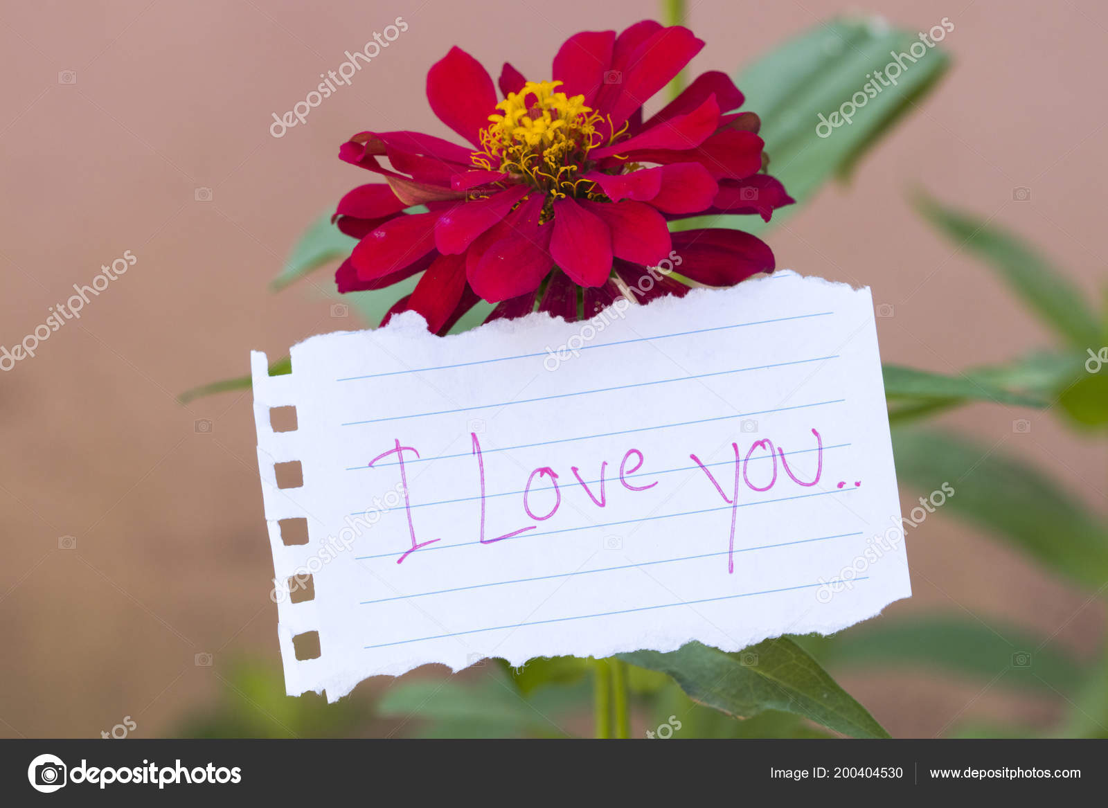 Flower Card Messages I Love You | Best Flower Site