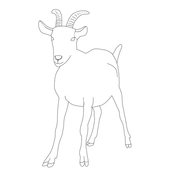 Kambing Drawing