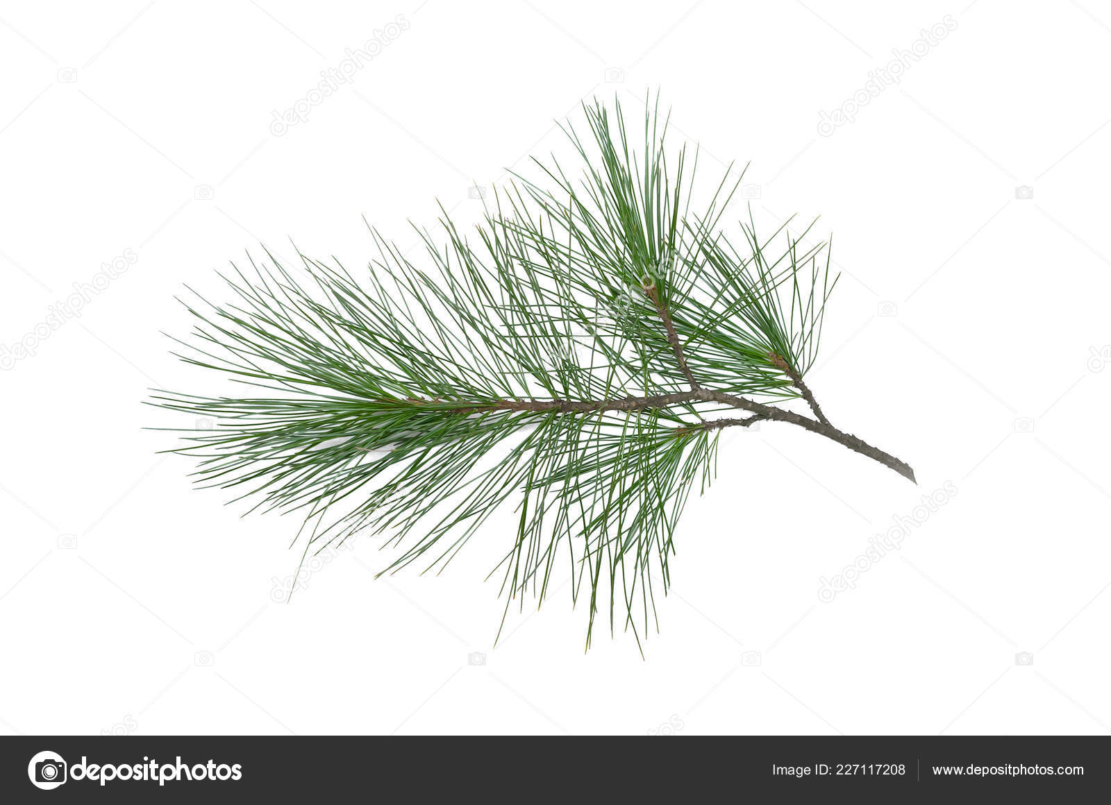Rama Pino Verde Aislada Sobre Fondo Blanco: fotografía de stock ...