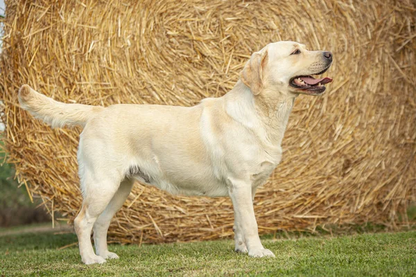 Yellow labrador retriever Stock Photos, Royalty Free Yellow labrador ...
