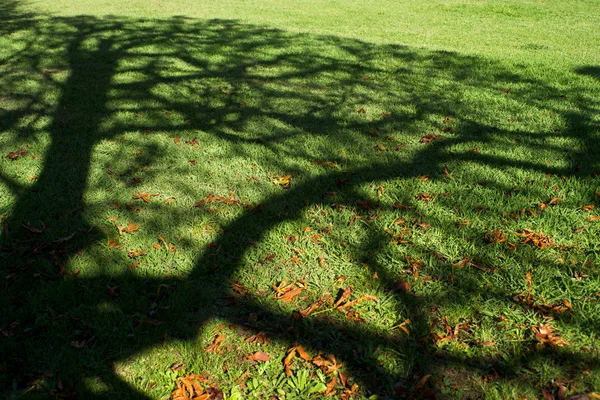 Oak tree shadow Stock Photos, Royalty Free Oak tree shadow Images ...