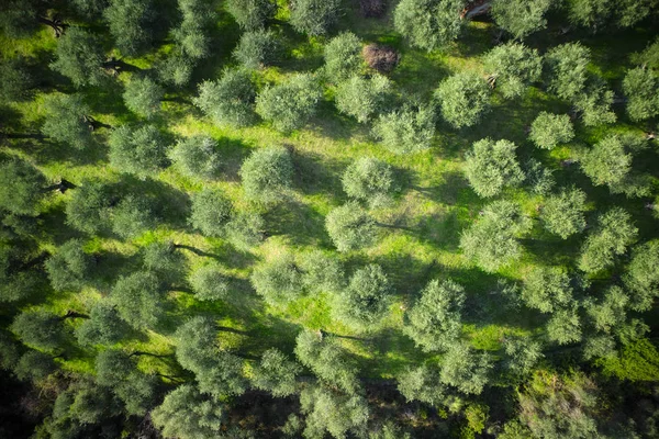Aerial view of oak trees and a dehesa range in badajoz spain Stock ...