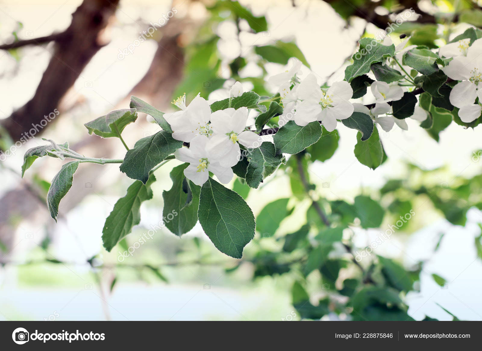 Flowering Tree Close — Stock Photo © amor7 #228875846
