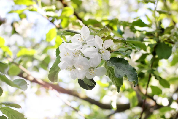 Flowering Tree Close — Stock Photo © amor7 #228875846