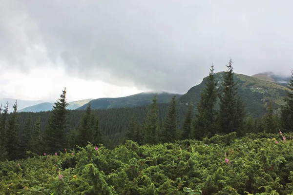 Subalpine ecosystem fotos de stock, imágenes de Subalpine ecosystem sin ...