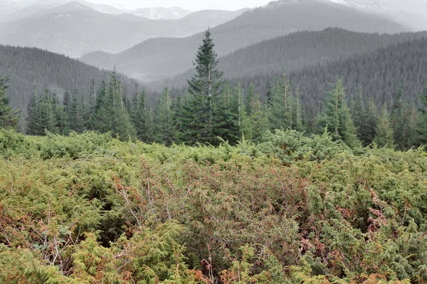 Subalpine ecosystem fotos de stock, imágenes de Subalpine ecosystem sin ...