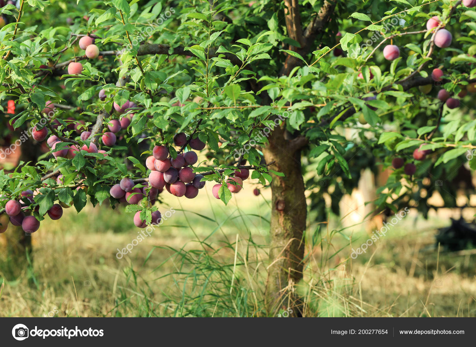Delicious Ripe Plums Tree Branches Garden Stock Photo by ©belchonock ...