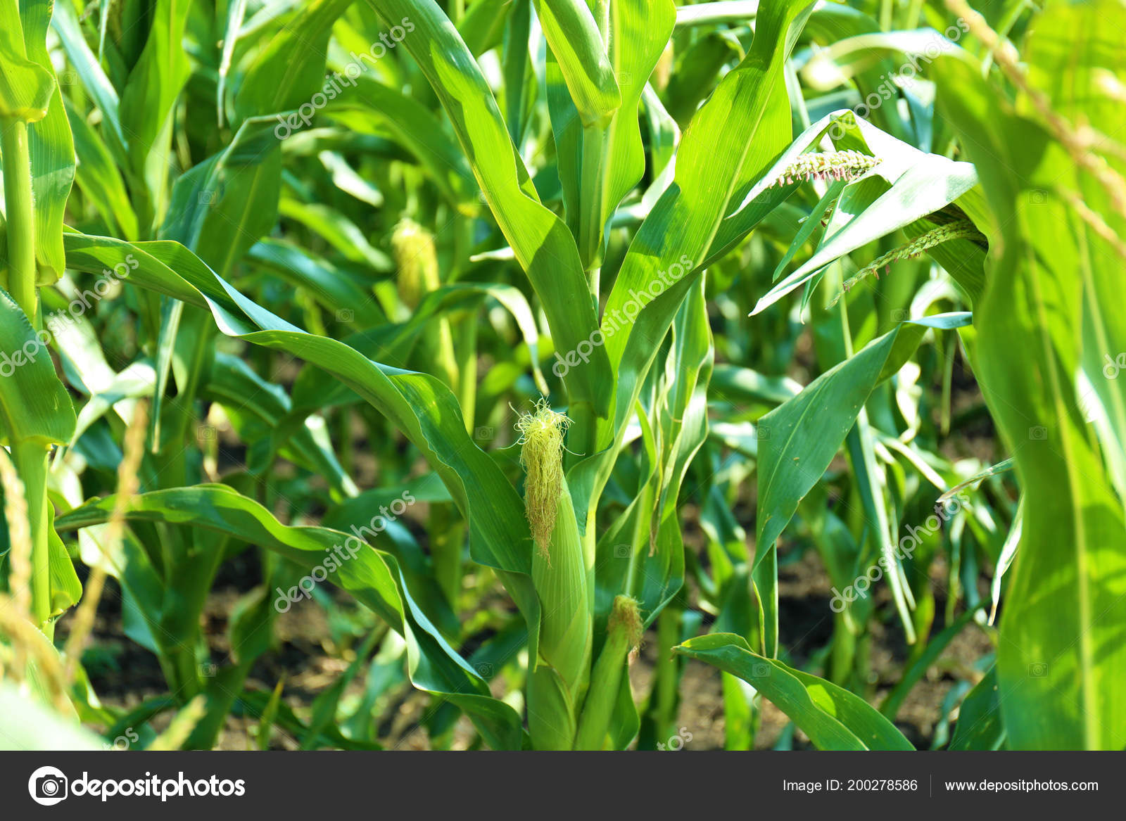 Young Corn Cobs Plant Field Stock Photo by ©belchonock 200278586