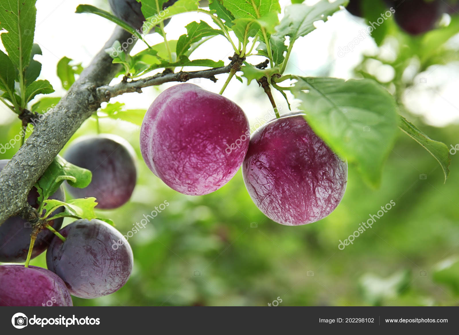 Closeup of delicious ripe plums on tree branch in garden Stock Photo by ...