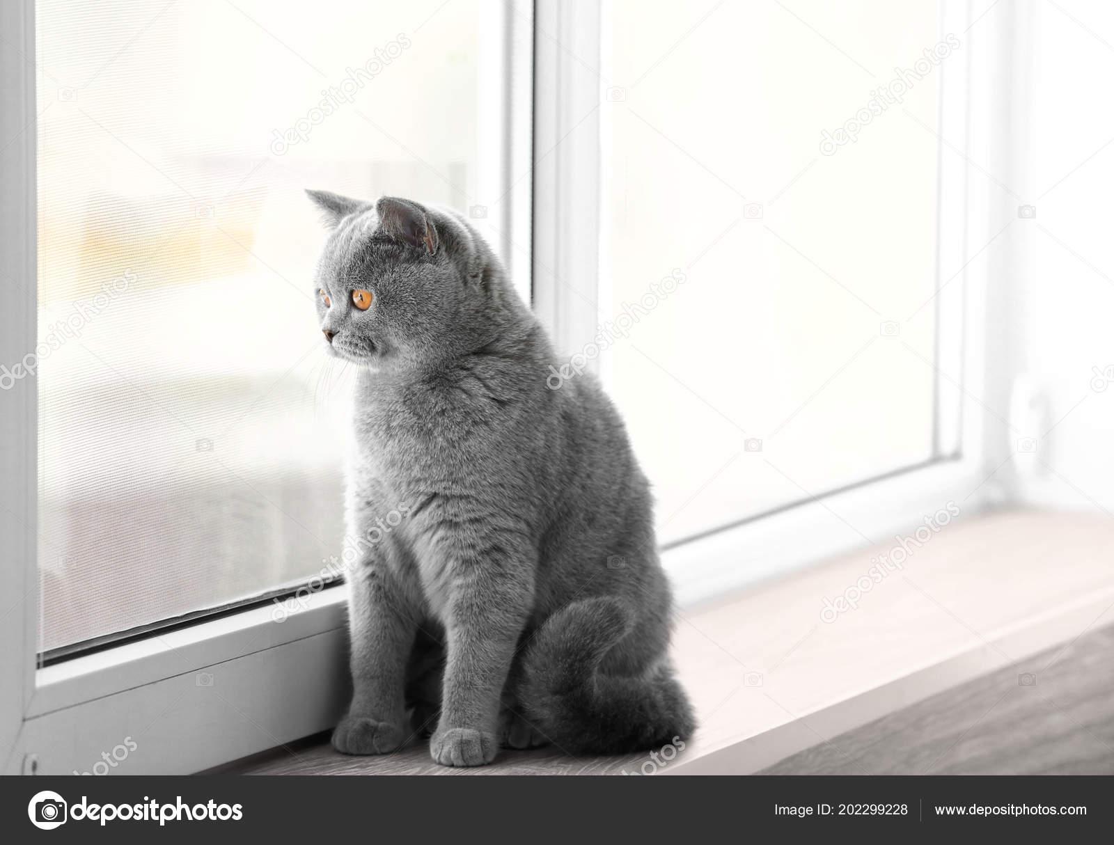 Cute funny cat on window sill Stock Photo by ©belchonock 202299228
