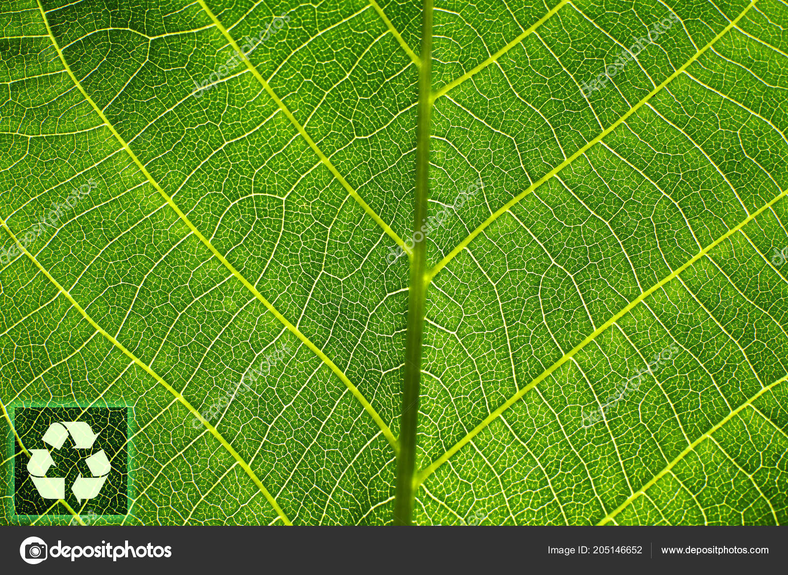 Closeup View Green Leaf Recycling Symbol Nature Environment Stock Photo ...