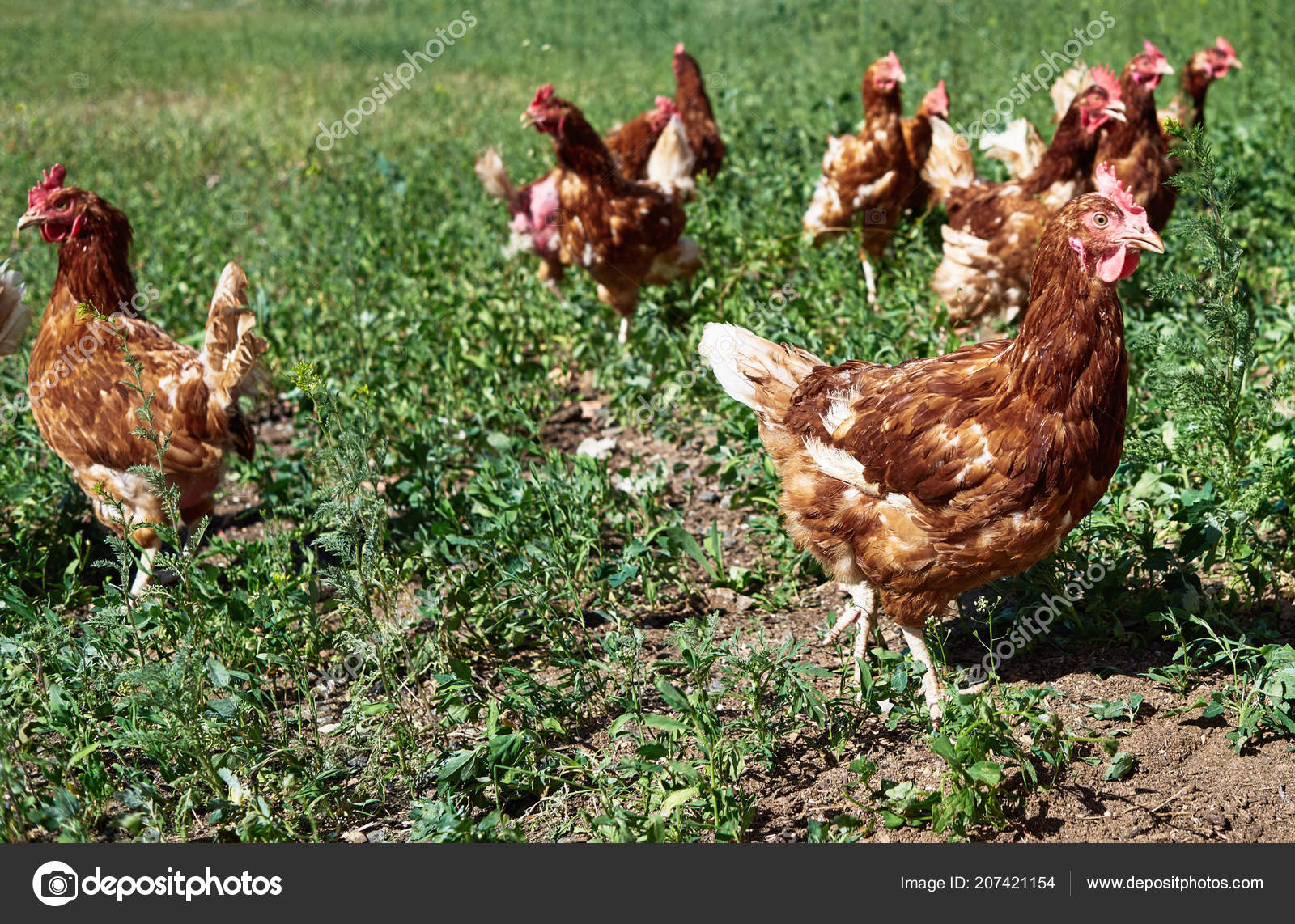 Flock Chickens Roam Freely Lush Green Paddock Outdoors Copy Space ...