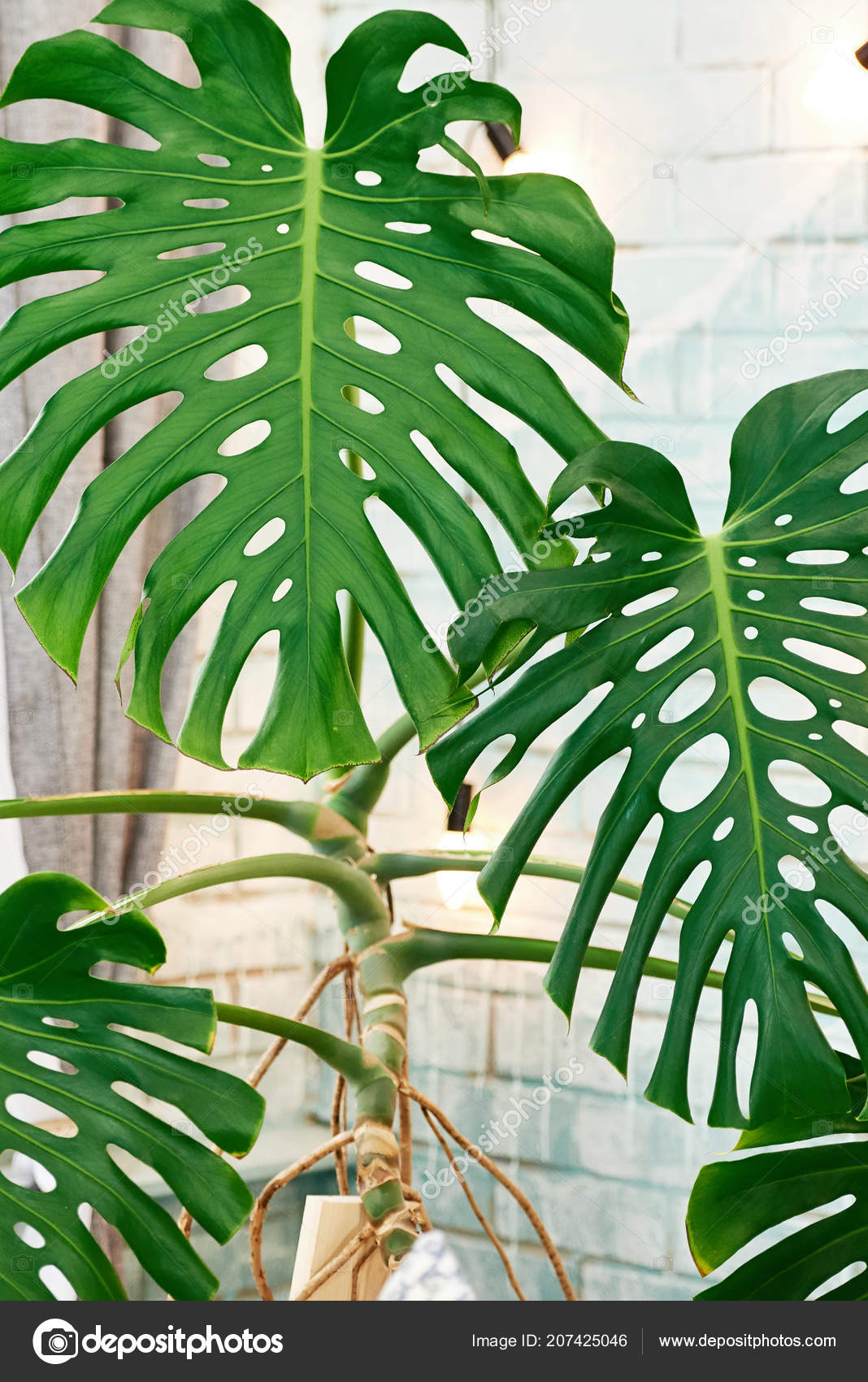 Exotic Tropical Monstera Palm Leaves Copy Space Green Leaves Monstera ...