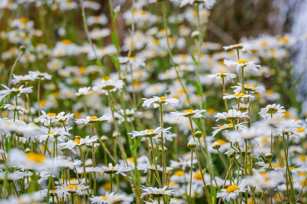 close up of a group of ox eye daisy UK - Stock Image - Everypixel