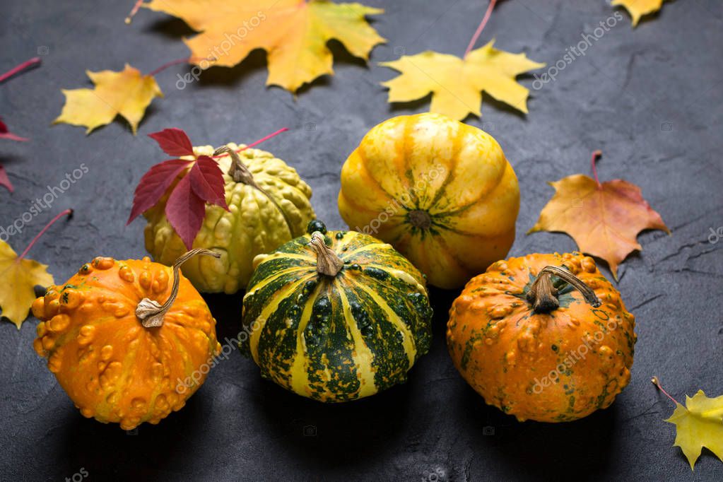 Composición de diferentes variedades de mini calabazas y hojas de ...