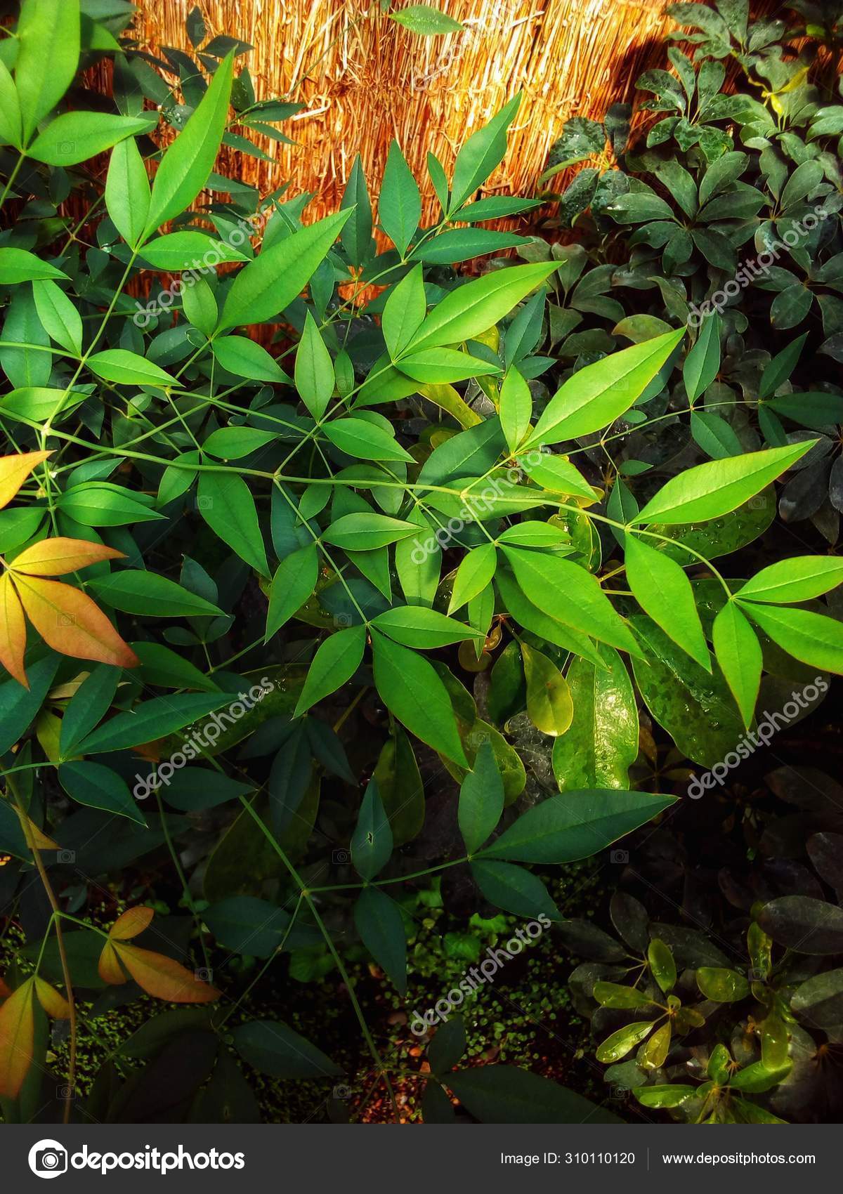 Sprig of a green plant with leaves. Botanical garden nature — Stock ...