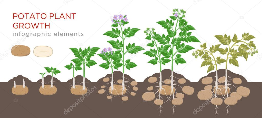 Potatoes plant growing process from seed to ripe vegetables on plants ...