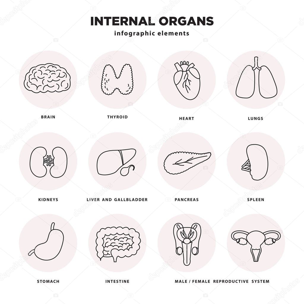 Conjunto de iconos de órganos internos. Elementos infográficos de ...