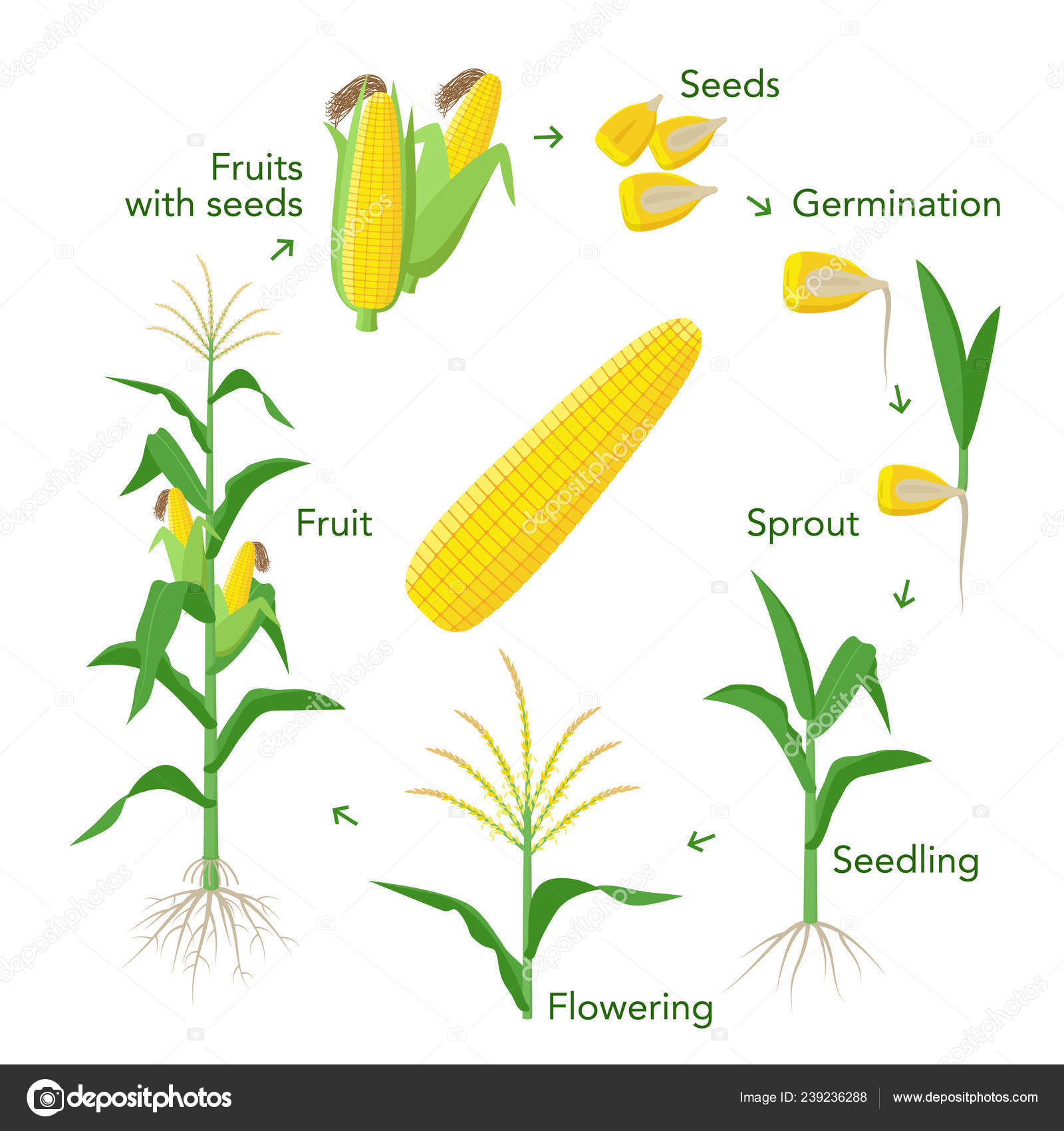 Draw The Life Cycle Of Maize