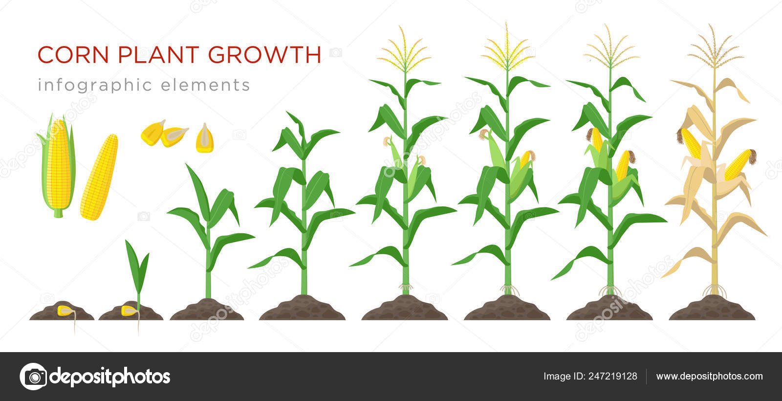 Maíz cultivo etapas vector ilustración en diseño plano. Proceso de ...