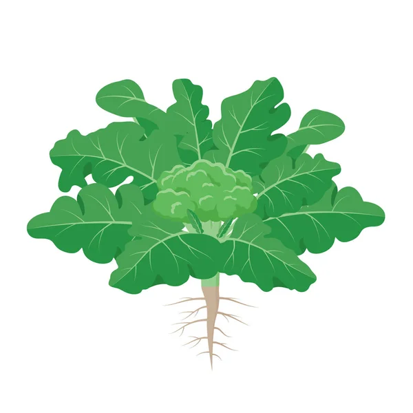 Broccoli plant growth stages infographic elements. Growing process of ...