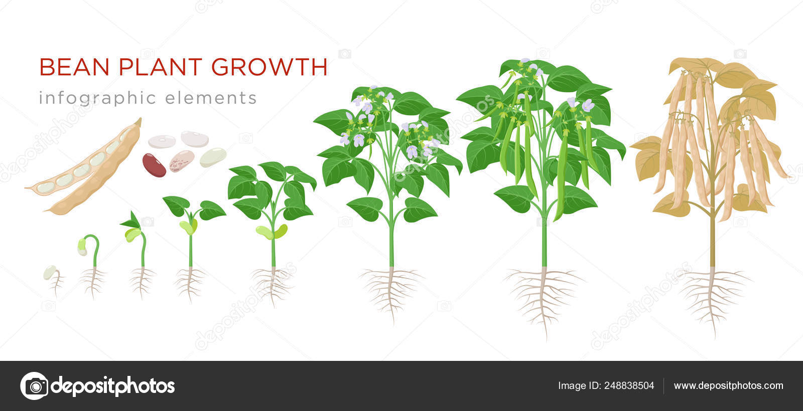 Bean plant growth stages infographic elements in flat design. Planting ...