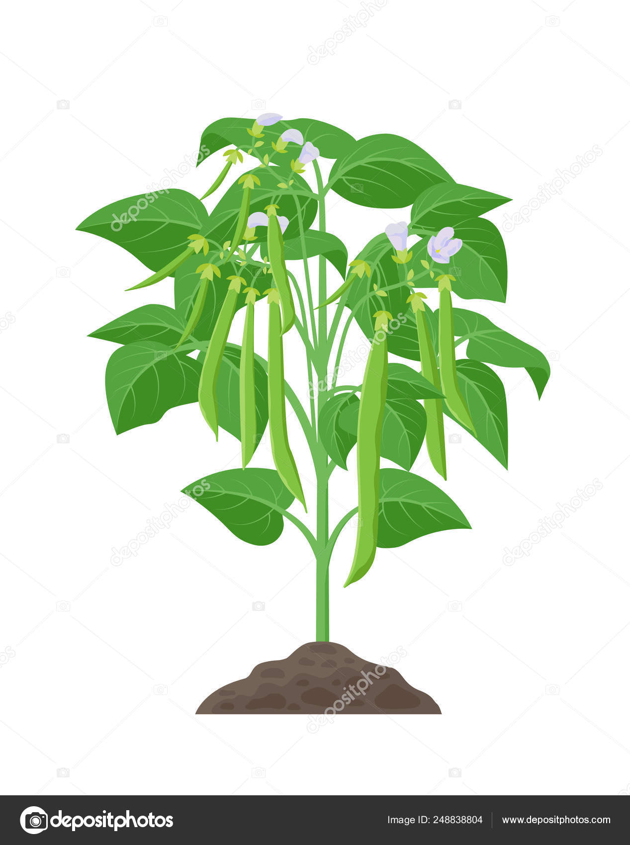 Frijol planta madura vector stock ilustración en diseño plano. Frijoles ...