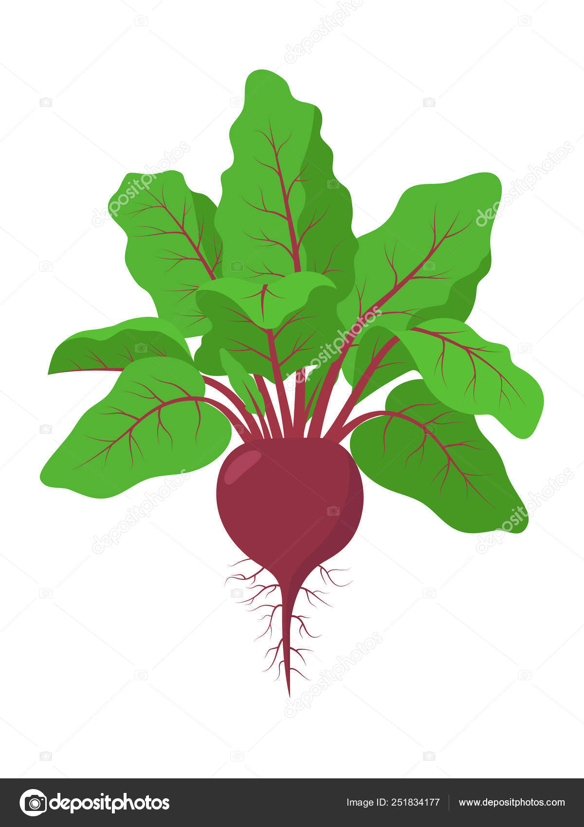 Dessin De Betteraves