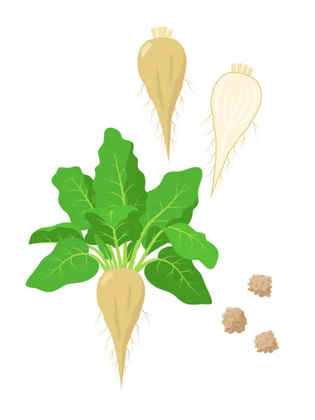 Sugar beet Vector Art Stock Images | Depositphotos