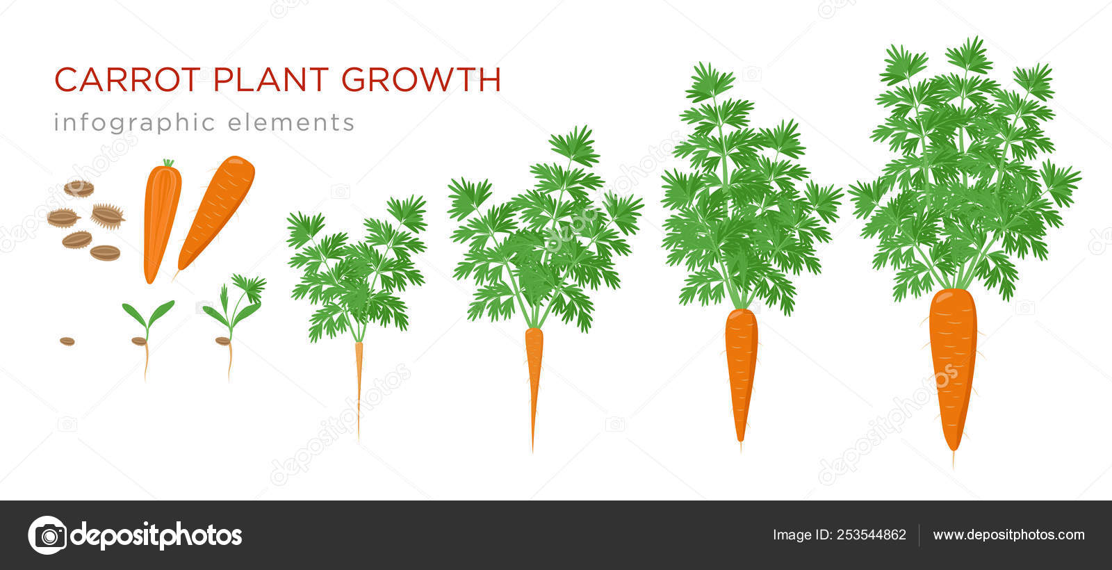 Carrot Plant Stages