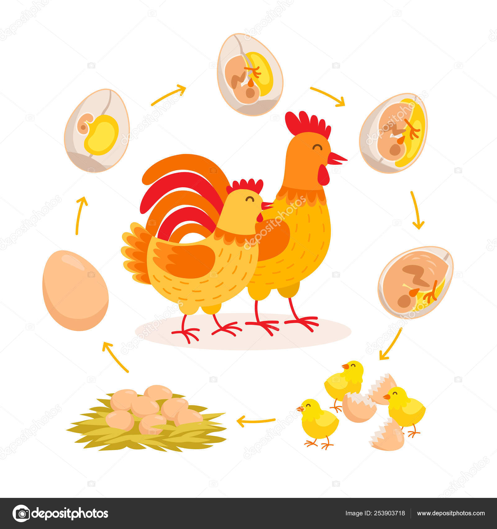 Desarrollo Del Huevo De Gallina Actividades De Desarrollo De Embriones