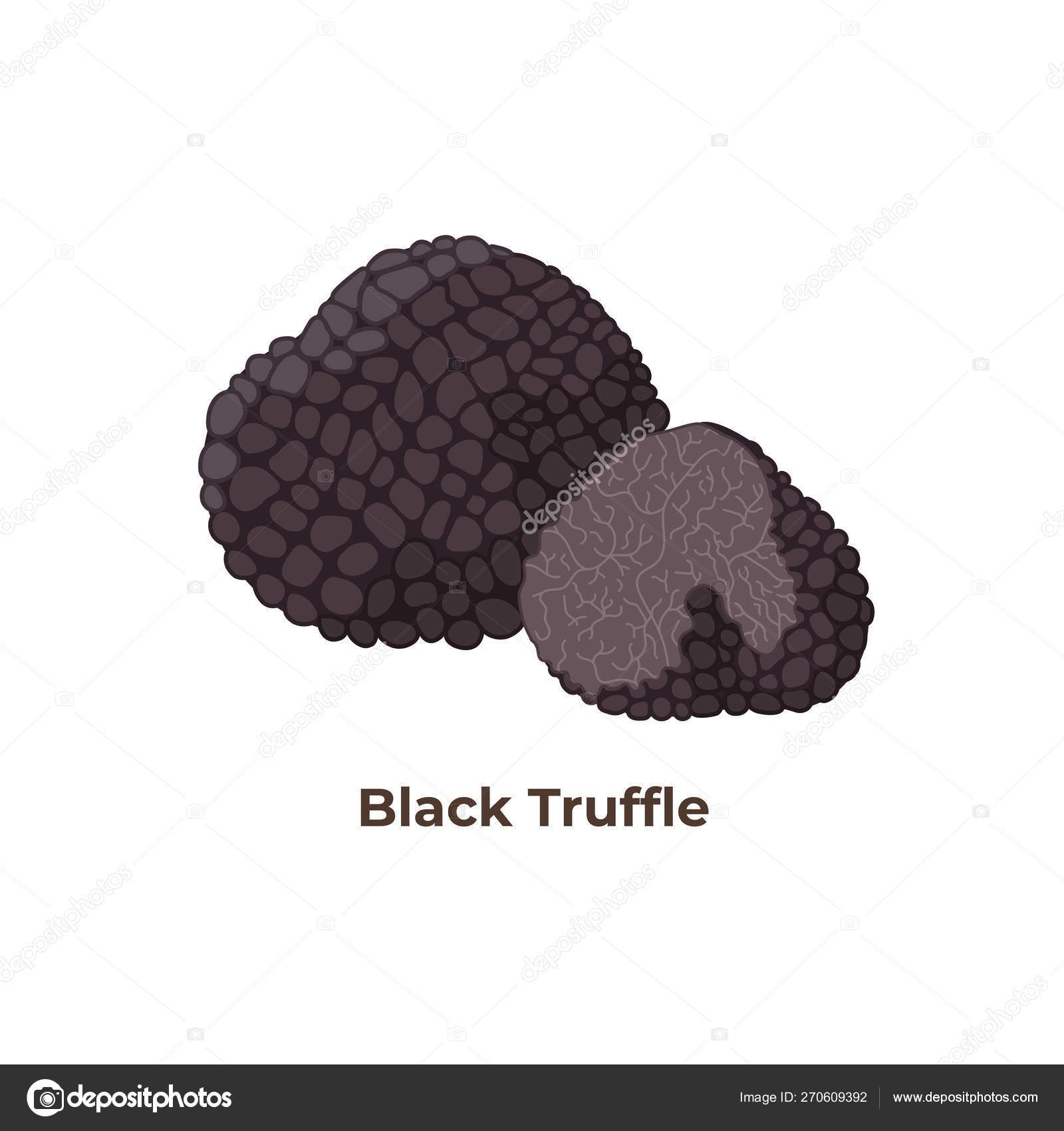 Black truffle mushrooms isolated on white background, vector ...