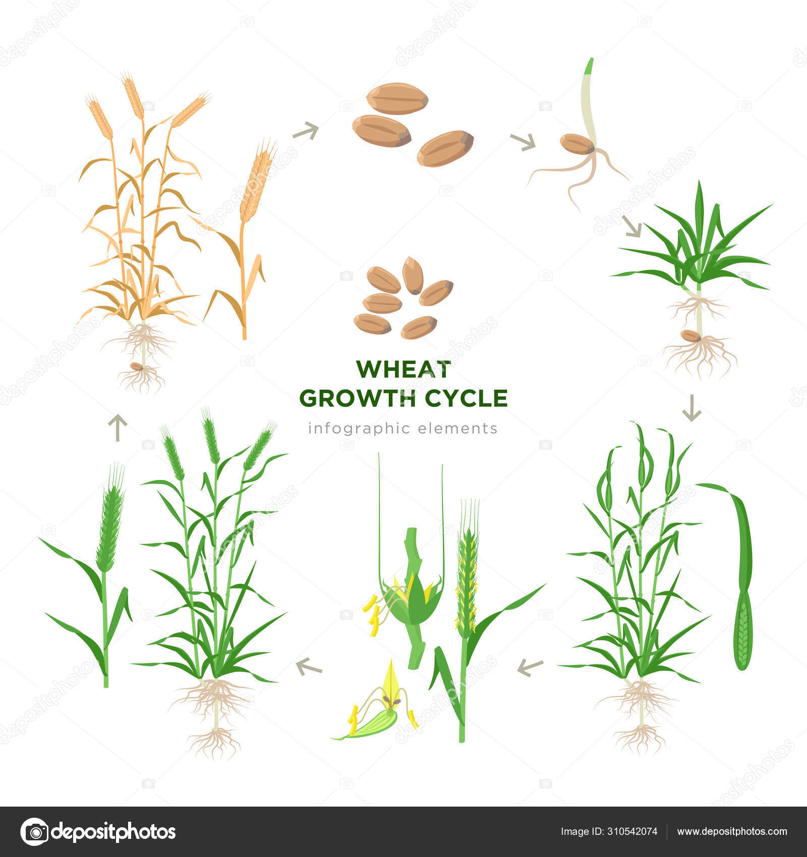 Wheat growing stages, life cycle of wheat plant infographic elements in ...