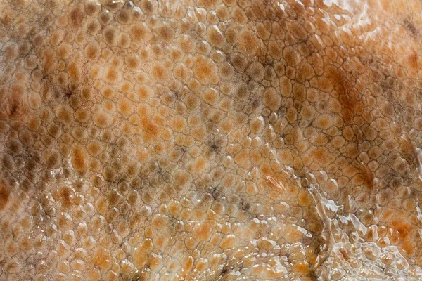 Real Octopus Skin Close Skin Texture Your Design — Stock Photo © ninell ...