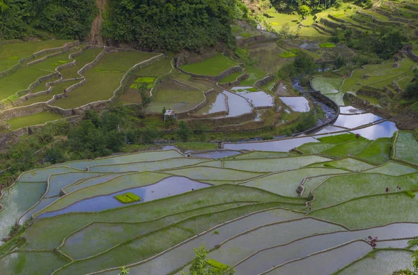 View of rice terraces fields in Banaue, Philippines. The Banaue rice ...