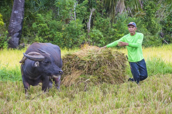 Philippine farmer Stock Photos, Royalty Free Philippine farmer Images ...